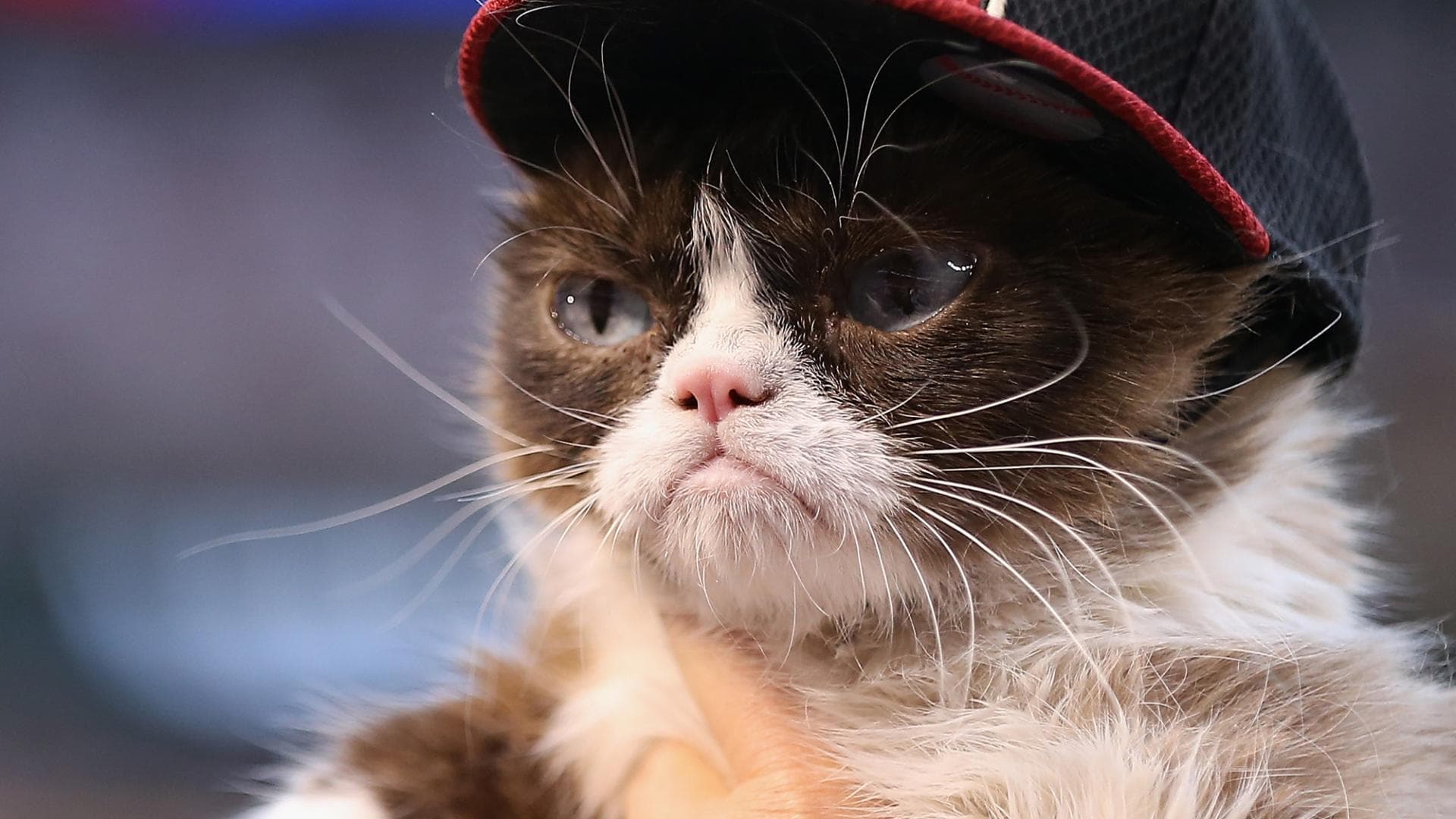 Cats of Instagram: das sind die coolsten Katzen-Accounts