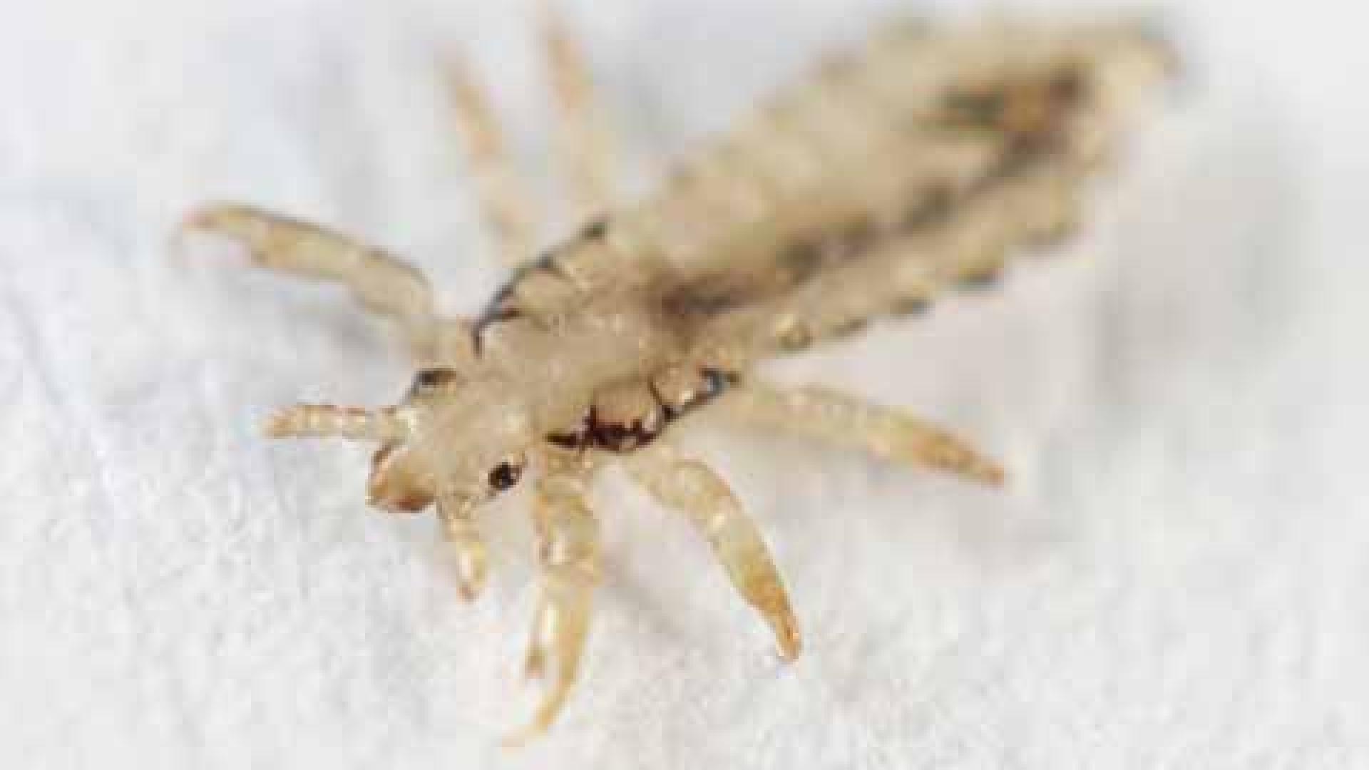 Läuse erkennen und richtig bekämpfen