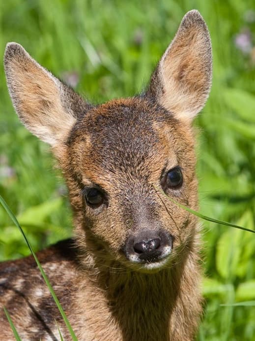 Nackte Männer und süße Tiere