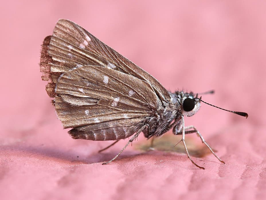 Motten im Kleiderschrank bekämpfen: So geht's!