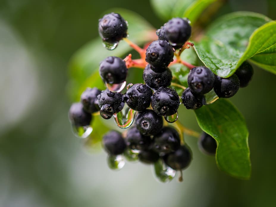 Aronia: Alle Infos rund um die Aroniabeere