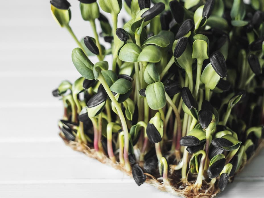 Microgreens: So viel Power steckt im Mikrogemüse