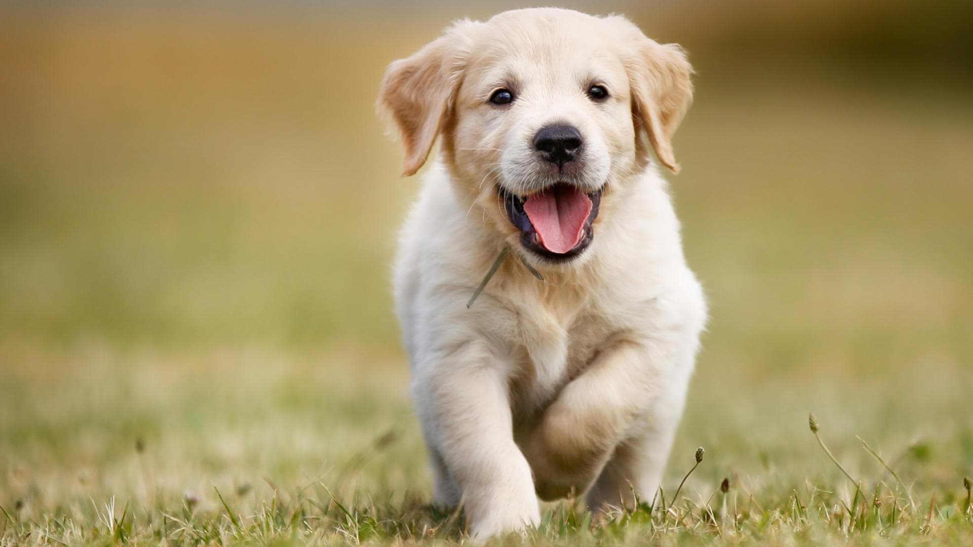Diese Tierfreundschaft zwischen Gepard und Hund rührt euch zu Tränen
